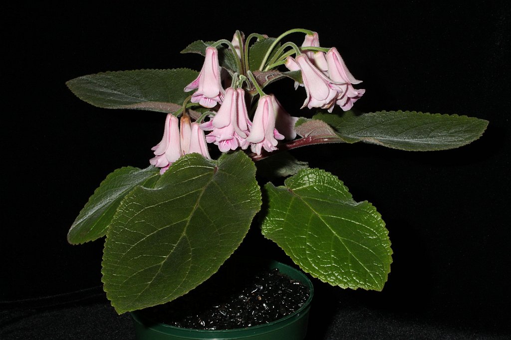 BEST RECENTLY REGISTERED HYBRID