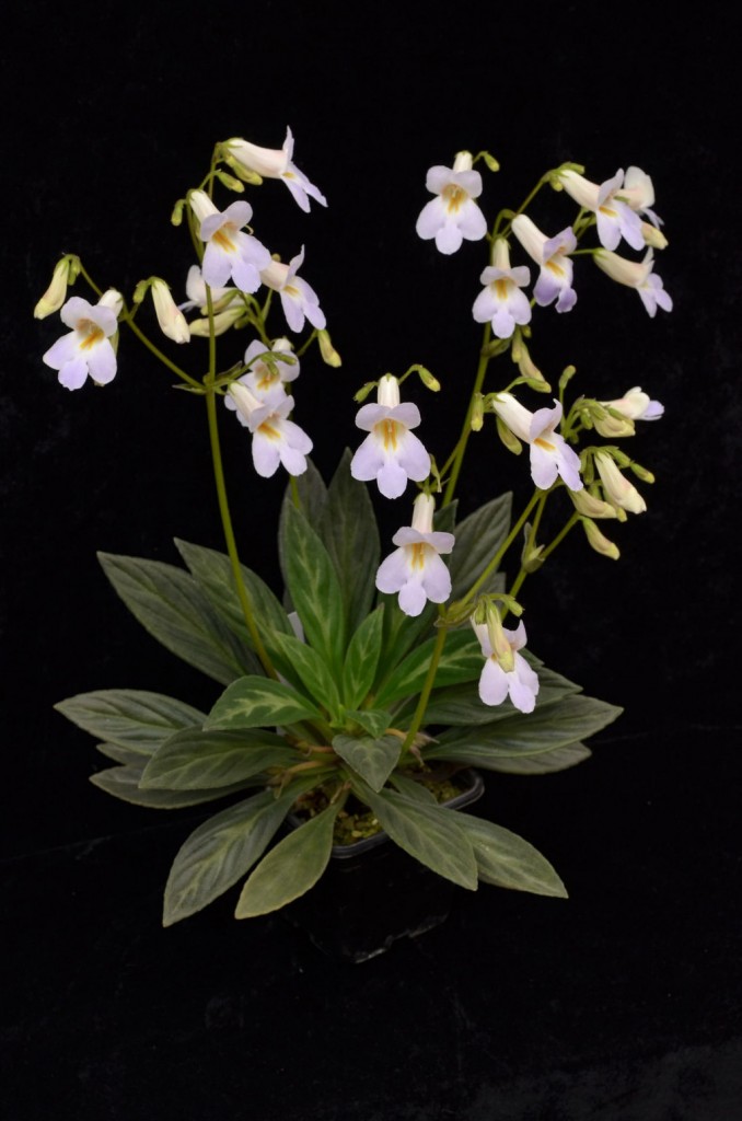 » Primulina ‘Blue Mood’
