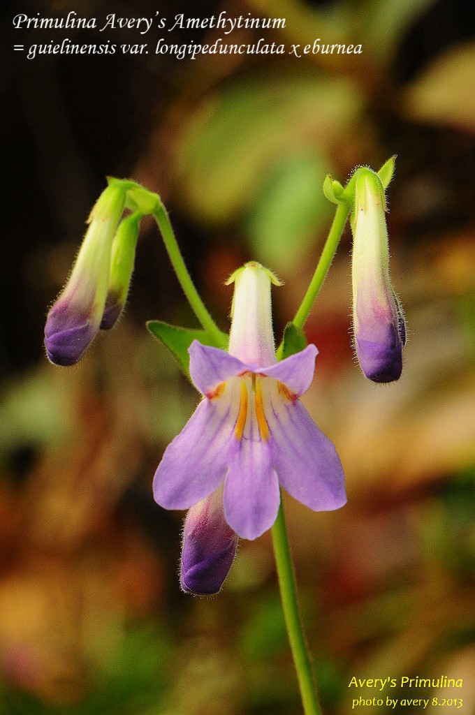 » Primulina ‘Avery’s Amethystinium’
