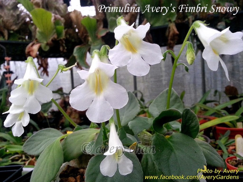 » Primulina ‘Avery’s Fimbri Snow’