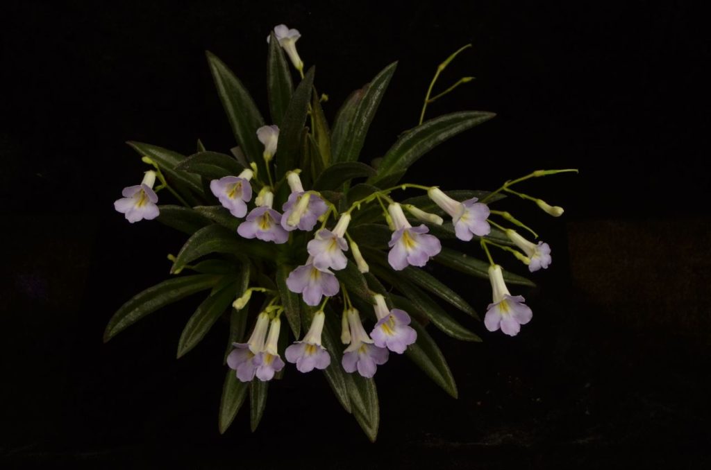 » Primulina ‘Dan’s Thistle Dancer’