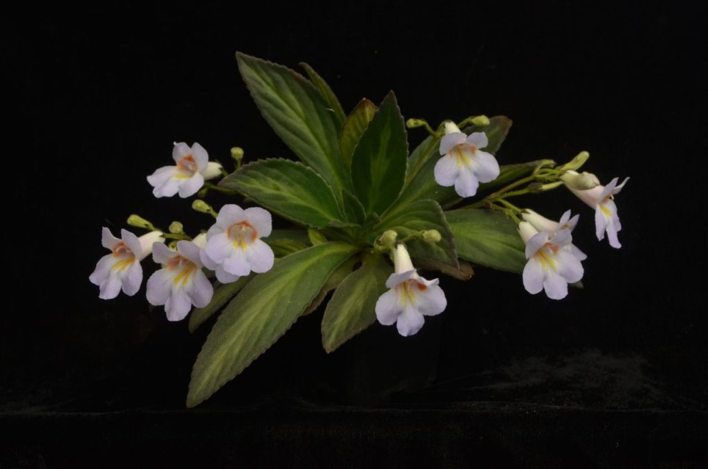 » Primulina ‘Cat’s Tail’