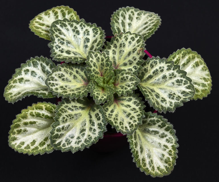 » Primulina ‘Loki’