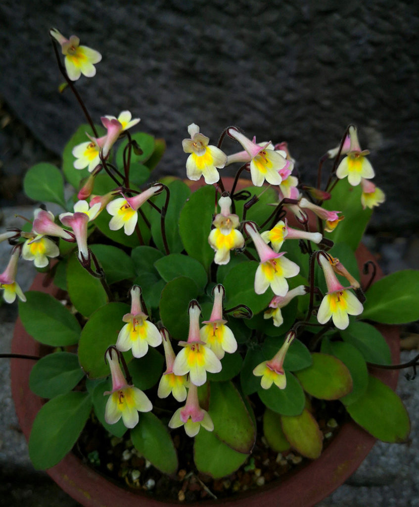 » Primulina ‘Sunset Glow’