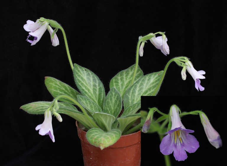 » Primulina ‘Angel’s Wings’