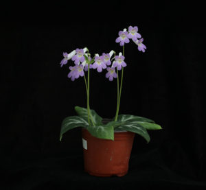 » Primulina ‘Pretty Girl’