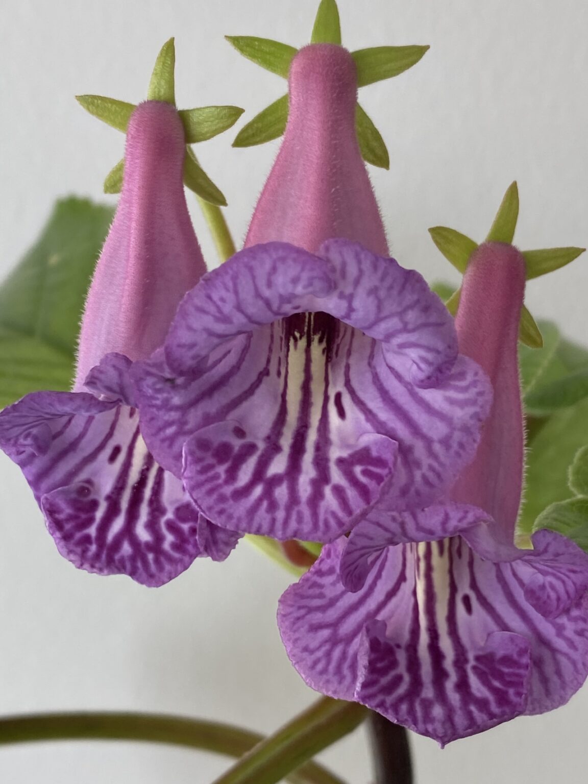 » Sinningia ‘The Color Purple’