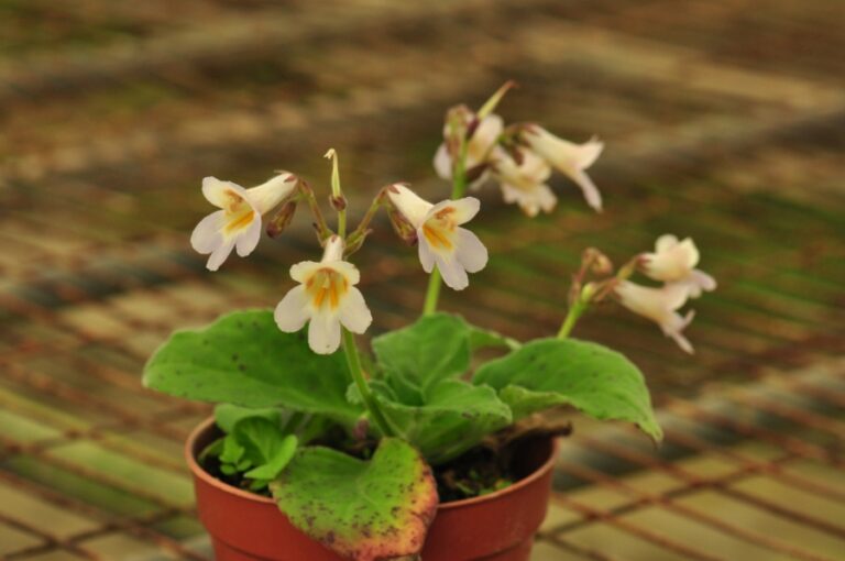 » Primulina ‘SCBG Sunset Clouds’