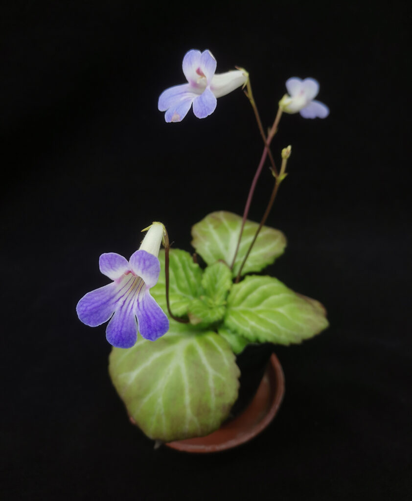 » Primulina ‘Blue Swan’