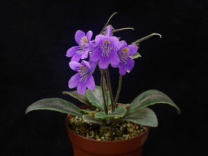 » Primulina ‘Cleopatra’