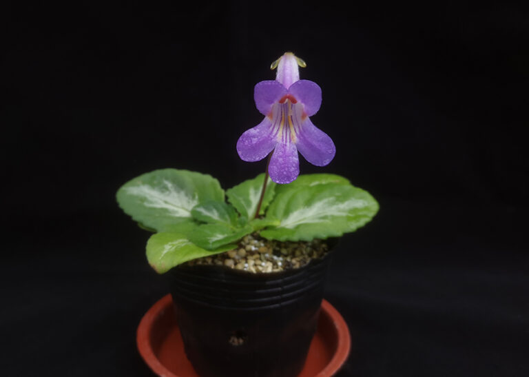 » Primulina ‘Rainbow Candy’