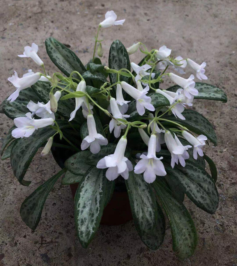 » Primulina ‘Cute ‘Xiao Lin’