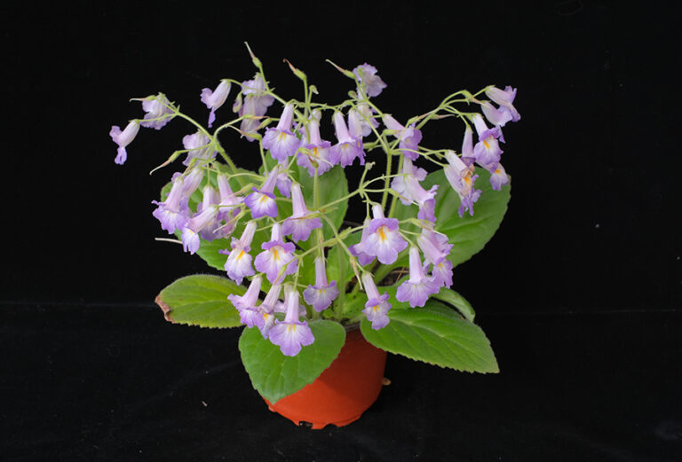 » Primulina ‘Garden Festival’