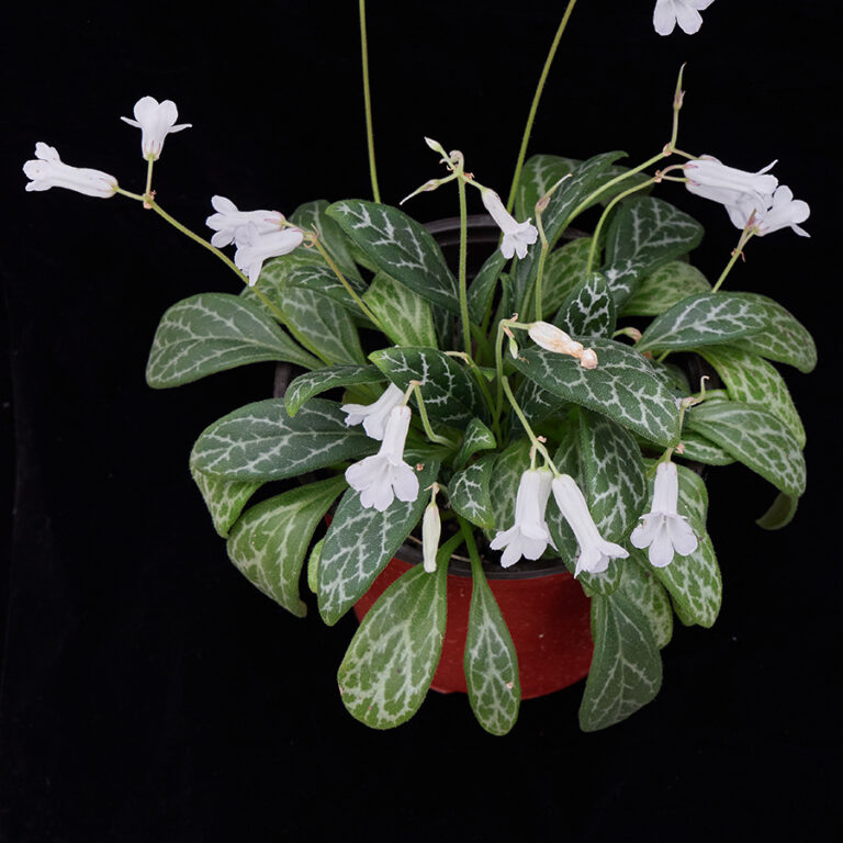 » Primulina ‘Miao’
