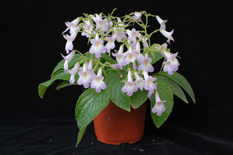 » Primulina ‘Paloma Blanca’