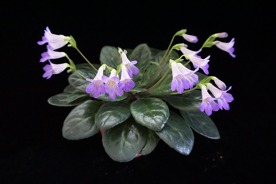 » Primulina ‘Revitalization’