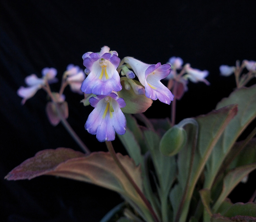 » Primulina ‘Blue Cherry Blossom’