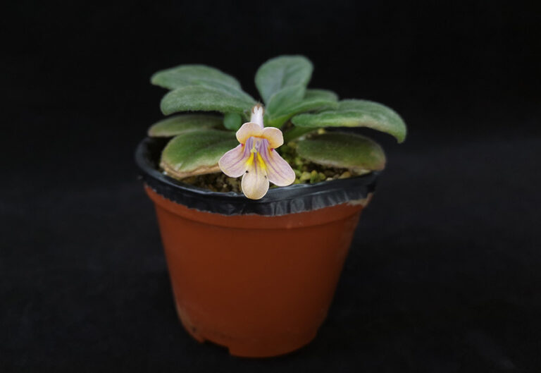 » Primulina ‘Cinnabar Mole’