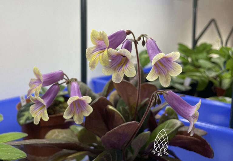 » Primulina ‘Variable Star’