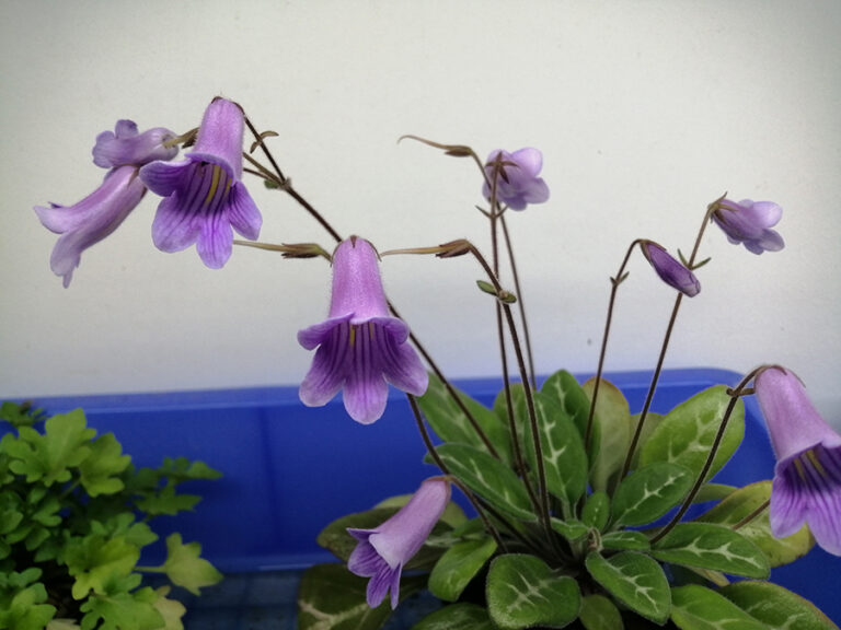 » Primulina ‘Magnetic Star’