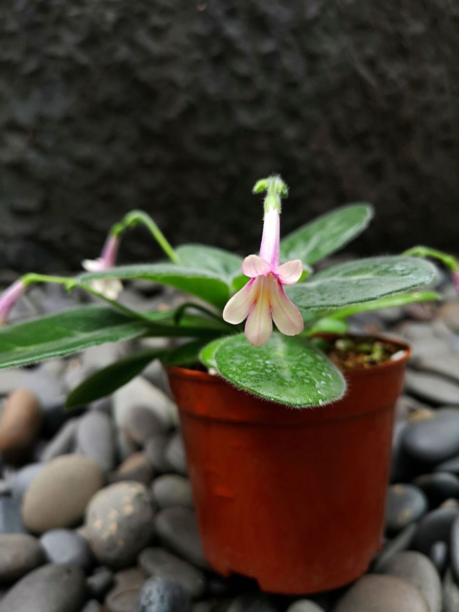 » Primulina ‘CW’s Gold Swallow Dream’