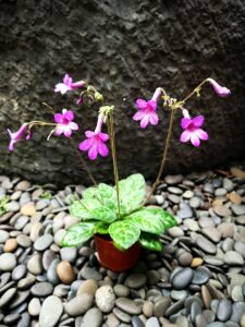 » Primulina ‘CW’s Violet Dream’