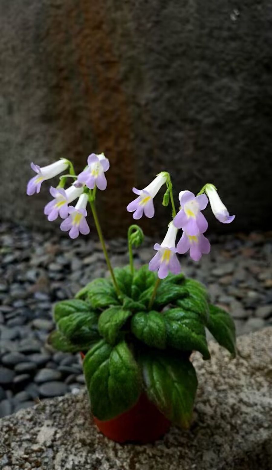 » Primulina ‘CW’s Deepsea Dream’