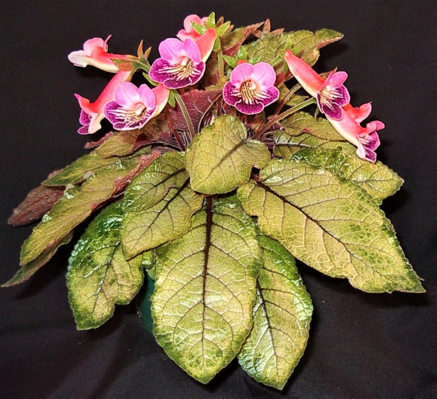 » Sinningia ‘Peridots Solar Sprite’