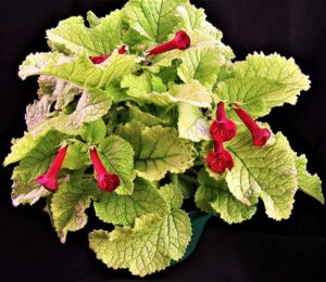 » Sinningia ‘Peridots Red Hot’