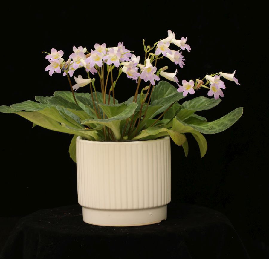 » Primulina ‘Fantasy’