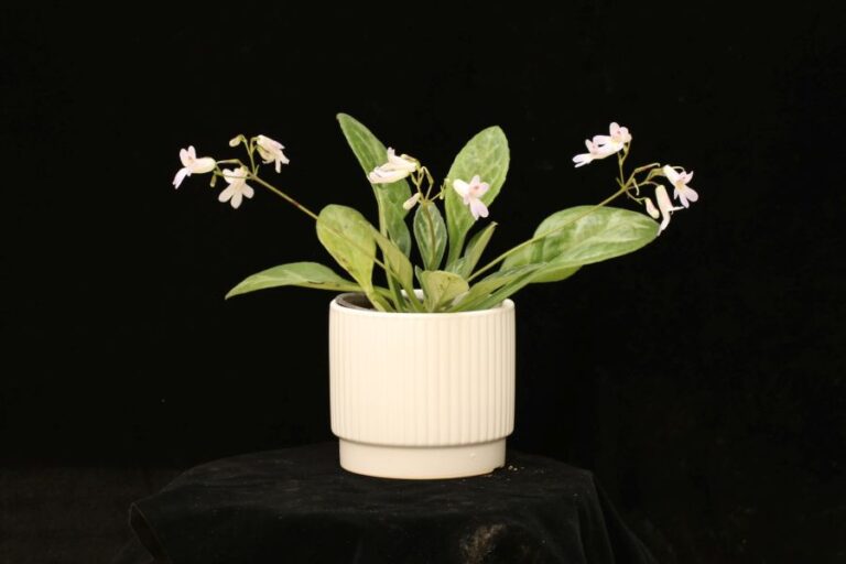 » Primulina ‘Pink Gabriel’