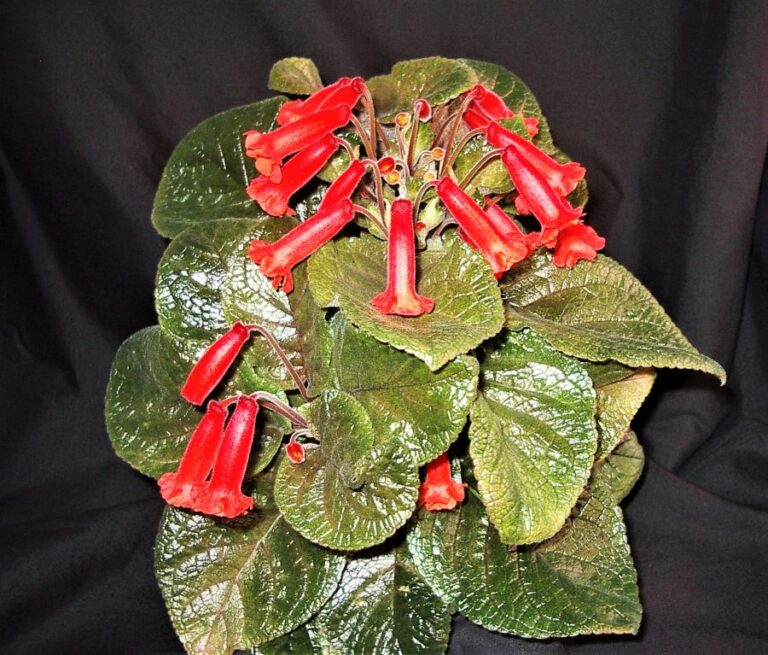 » Sinningia ‘Peridots Pekoe Page’